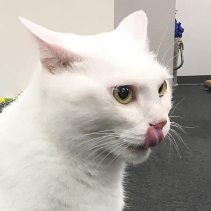 “ShareGate” を利用した移行支援サービス | Microsoft 365管理ソリューション - ShareGate