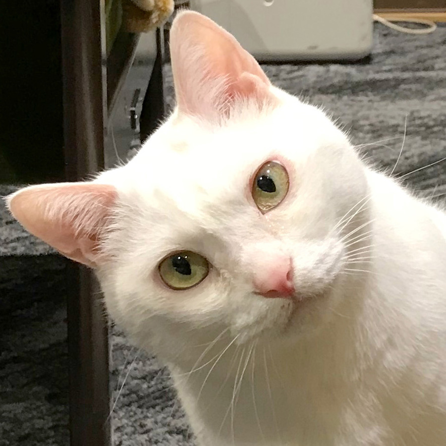 “ShareGate” を利用した移行支援サービス | Microsoft 365管理ソリューション - ShareGate